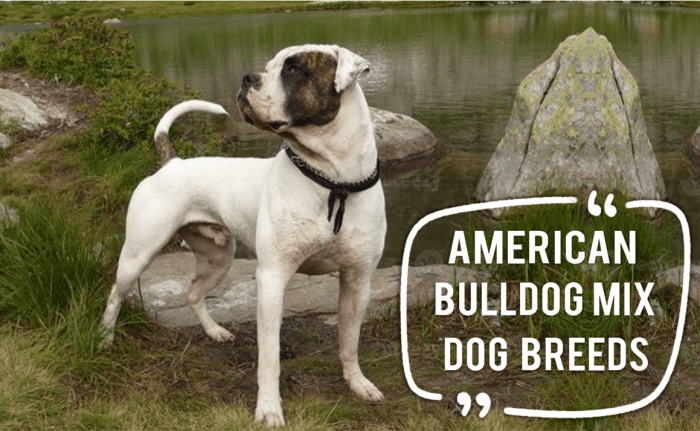 15 Most Popular American Bulldog Mix Dog Breeds - HubPages