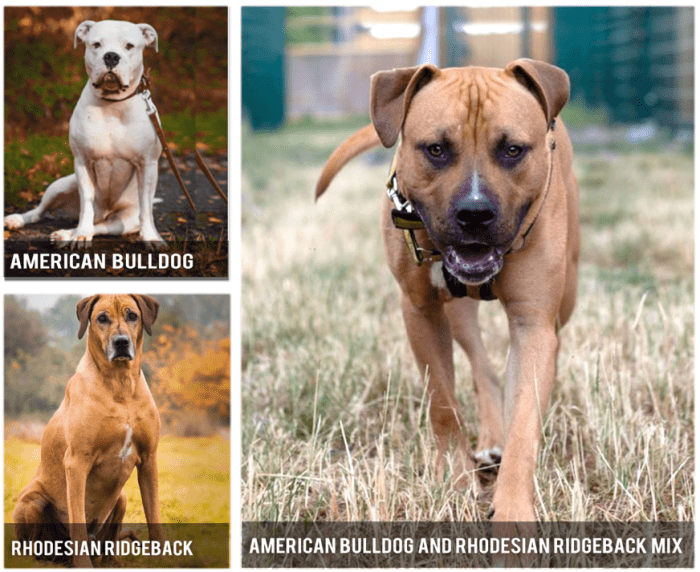 15 Most Popular American Bulldog Mix Dog Breeds - HubPages