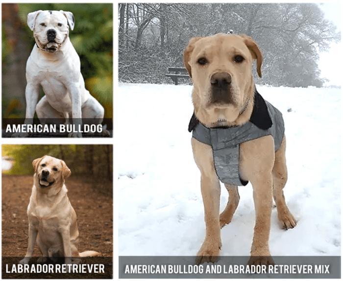 15 Most Popular American Bulldog Mix Dog Breeds - HubPages