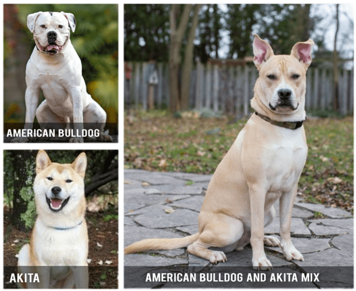 15 Most Popular American Bulldog Mix Dog Breeds - HubPages