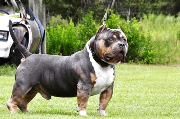 15 Most Popular American Bulldog Mix Dog Breeds - HubPages