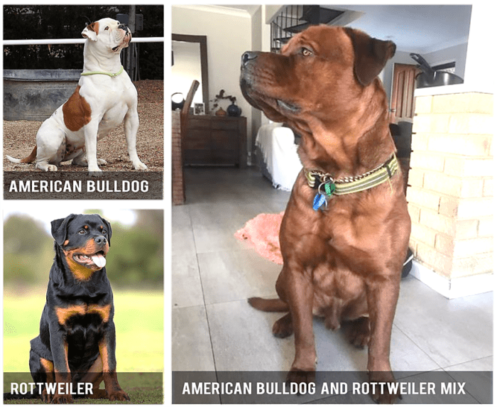 15 Most Popular American Bulldog Mix Dog Breeds - HubPages