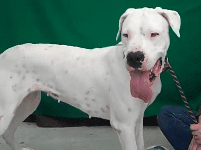 15 Most Popular American Bulldog Mix Dog Breeds - HubPages