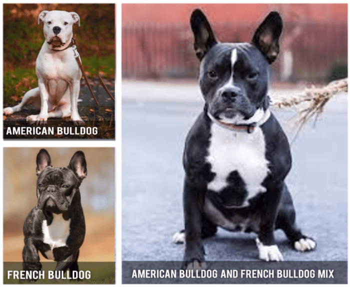 15 Most Popular American Bulldog Mix Dog Breeds - HubPages