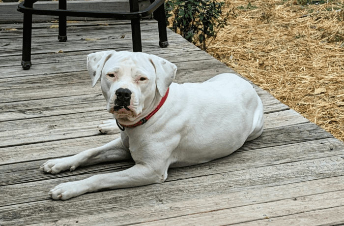 15 Most Popular American Bulldog Mix Dog Breeds - HubPages