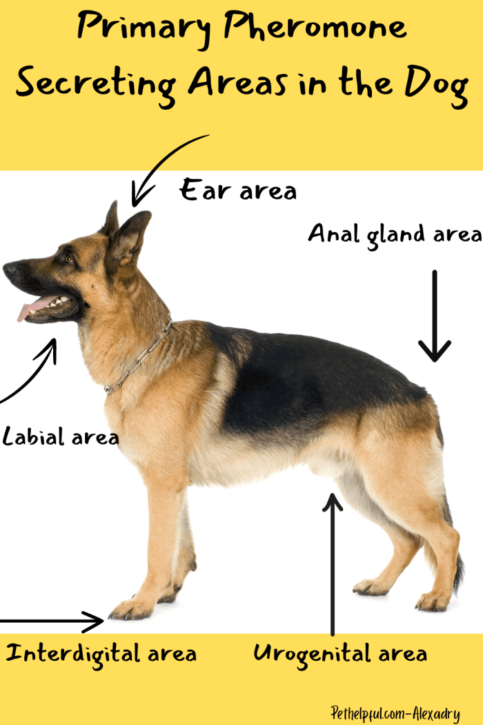 10 Facts About the Jacobson Organ in Dogs (aka Vomeronasal Organ ...