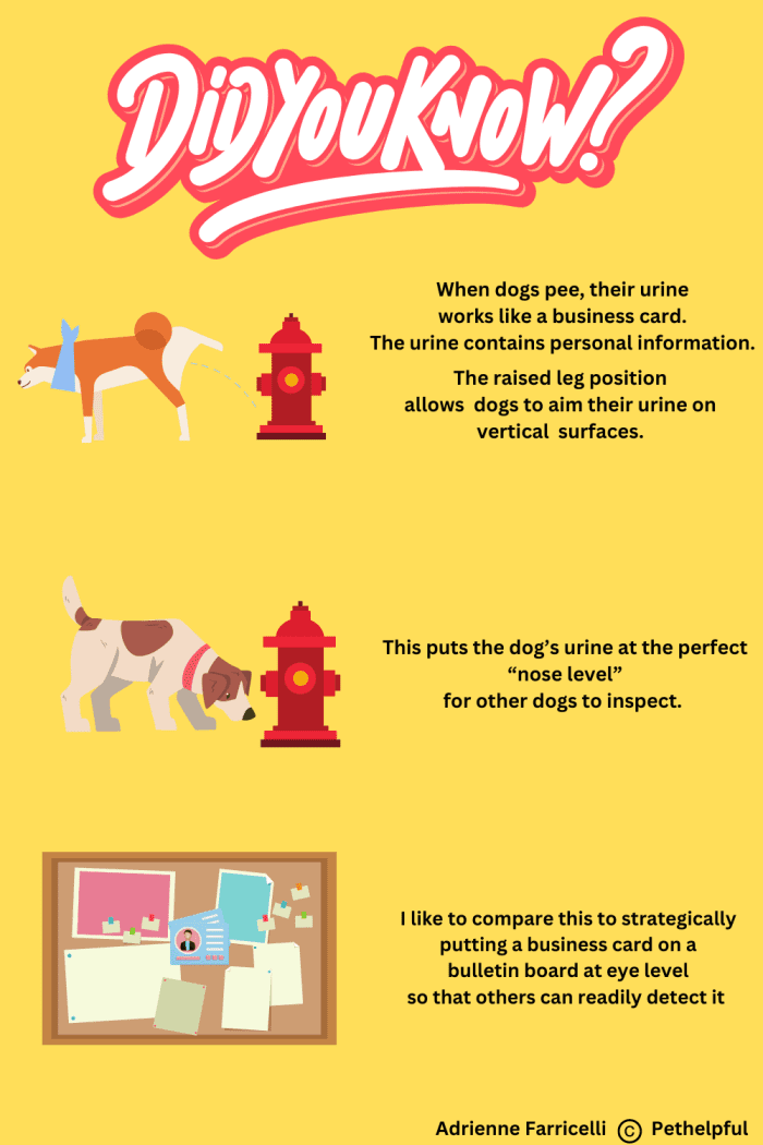 10 Facts About the Jacobson Organ in Dogs (aka Vomeronasal Organ ...