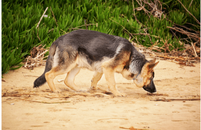 10 Facts About the Jacobson Organ in Dogs (aka Vomeronasal Organ ...