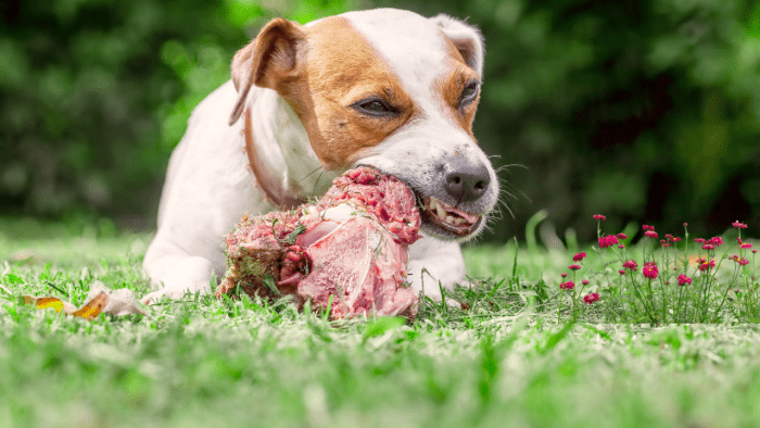 Why Is My Dog's Poop White? 11 Potential Causes - HubPages