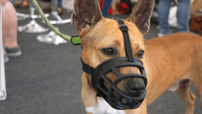 Help, My Leashed Dog Attacked an Off-Leash Dog! - HubPages