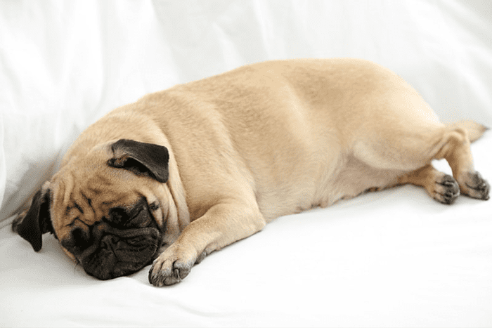 20 Best Dogs for Lazy Owners - HubPages