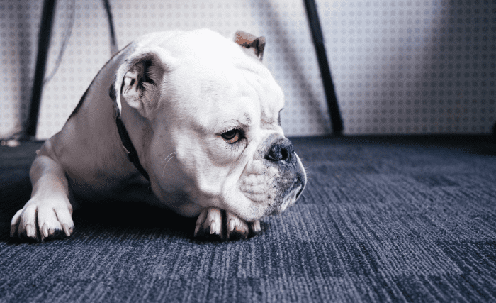 20 Best Dogs for Lazy Owners - HubPages