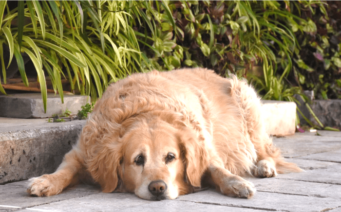 20 Best Dogs for Lazy Owners - HubPages