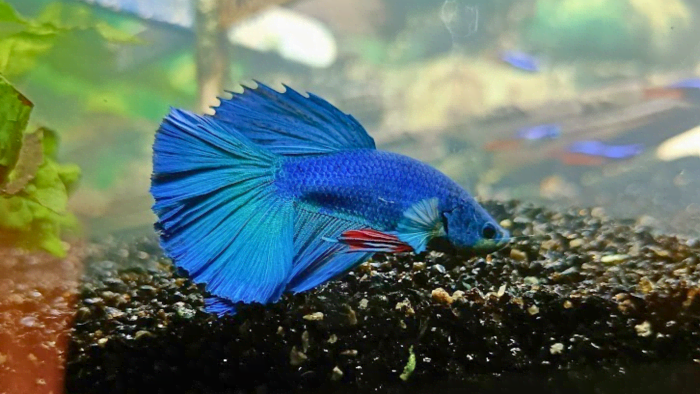 15 Common Betta Fish Diseases: Prevention and Treatment - HubPages
