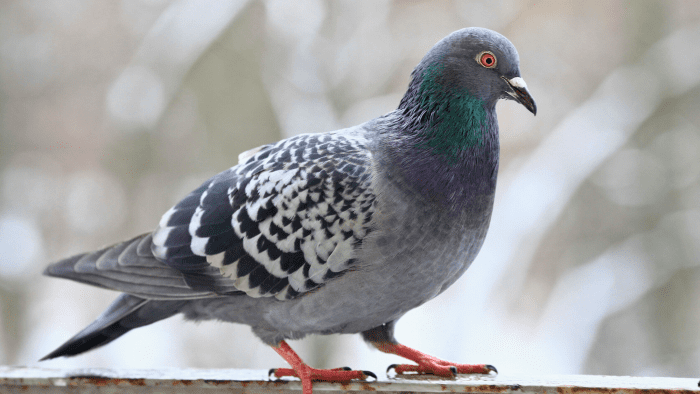 Found a Sick or Injured Pigeon? Here's What to Do (and Not to Do ...