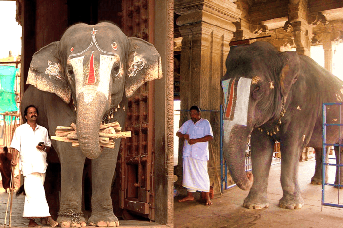 7 Most Sacred Animals In India And Their Religious Significance In ...