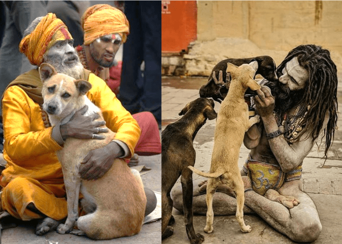 7 Most Sacred Animals In India And Their Religious Significance In ...