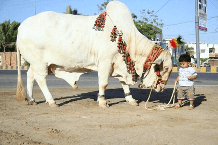 7 Most Sacred Animals In India And Their Religious Significance In ...