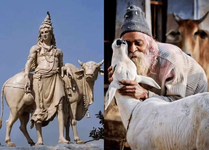 7 Most Sacred Animals In India And Their Religious Significance In ...