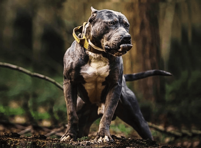15 Scariest Looking Dog Breeds - HubPages