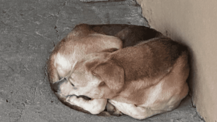 Mexican Street Dog Adoption and Training - HubPages