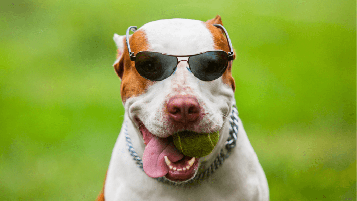 Why Pit Bulls Are Controversial: Bans, Bite Stats & More - HubPages
