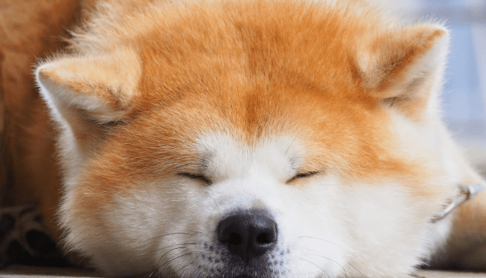 150+ Unique and Meaningful Japanese Dog Names for Your Pup - HubPages