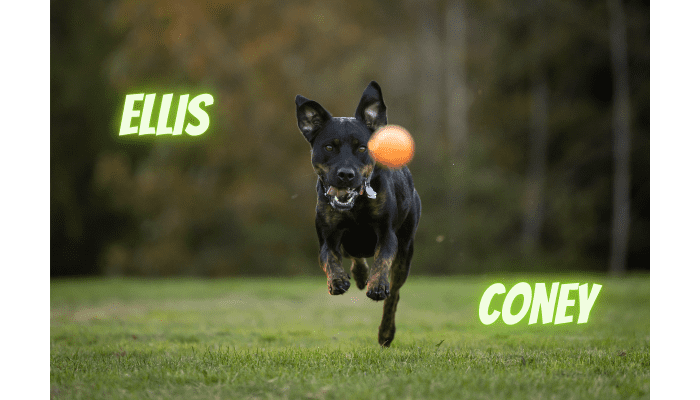 90 Unique NYC Inspired Dog Name Ideas - HubPages