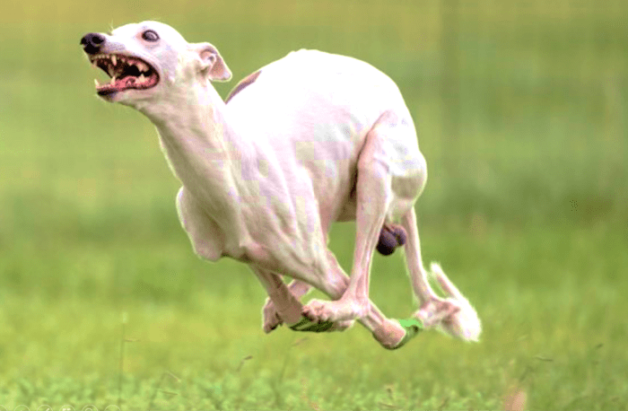 15 Fastest Dog Breeds In The World - HubPages