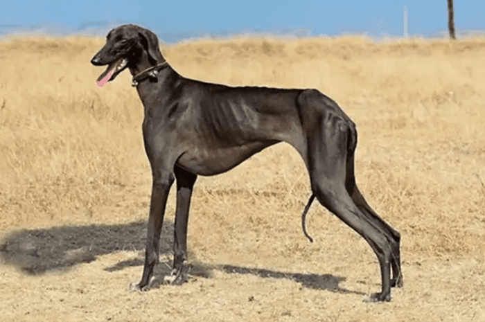 Five Fastest Dog Breeds of India - HubPages
