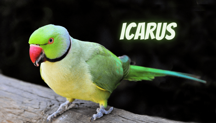60 Bird Name Ideas Inspired by Mythological Creatures - HubPages
