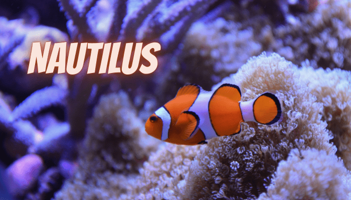 60 Fish Name Ideas Inspired by Ocean Myths and Legends - HubPages