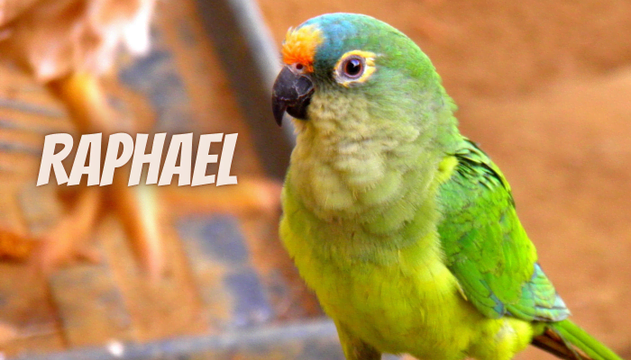 40 Bird Name Ideas Inspired by Famous Artists and Their Works - HubPages