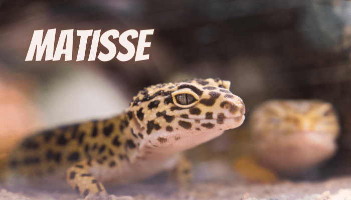 40 Reptile Name Ideas Inspired by Famous Artists and Their Works - HubPages