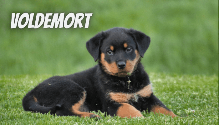 200 Pop Culture Inspired Dog Name Ideas - HubPages