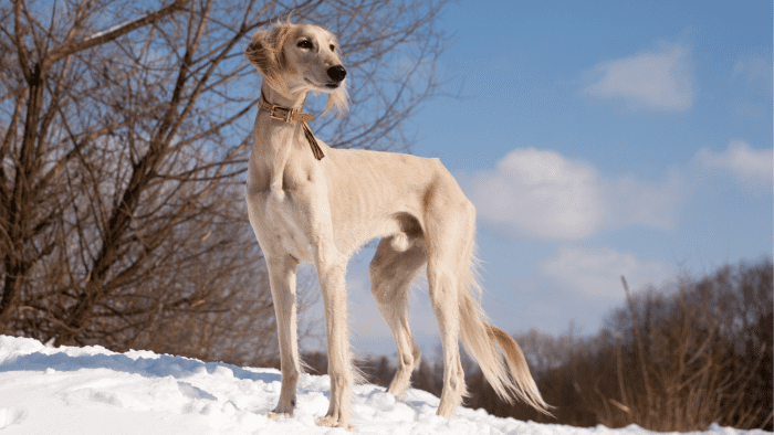 Understanding the Saluki: Traits, History, and Care of the Persian ...
