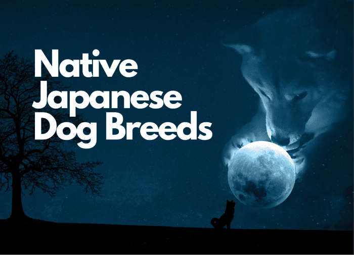 Exploring 7 Native Japanese Dog Breeds - HubPages