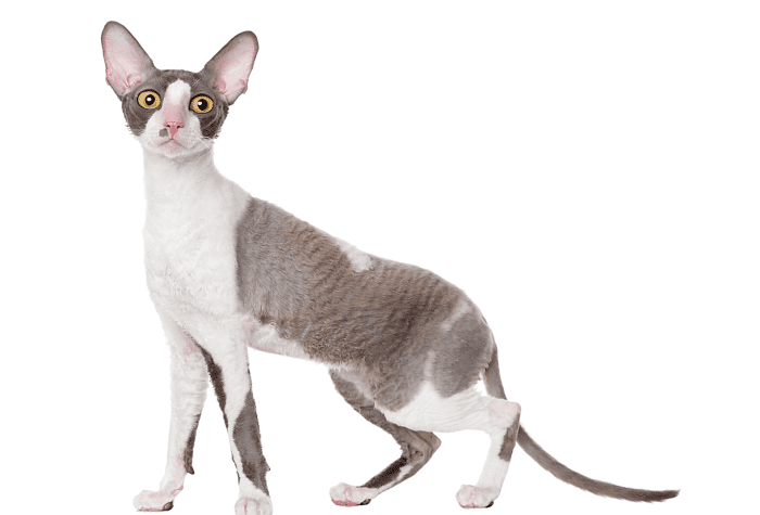 17 Kinds of Cat That Look Like Other Animals - HubPages