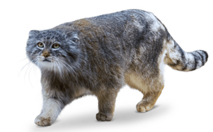 17 Kinds of Cat That Look Like Other Animals - HubPages