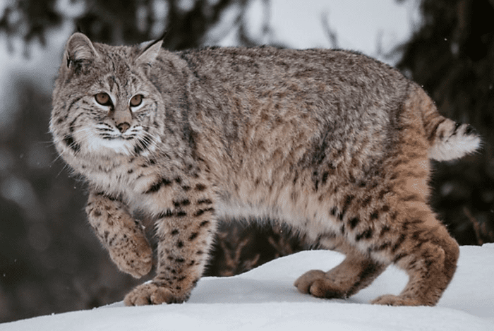 17 Kinds of Cat That Look Like Other Animals - HubPages