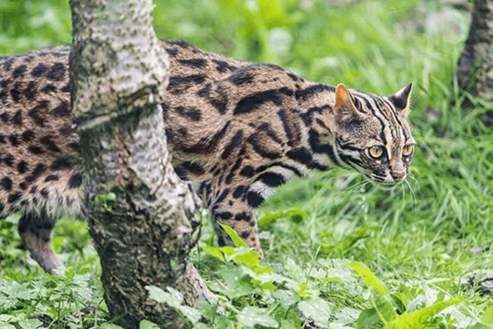 17 Kinds of Cat That Look Like Other Animals - HubPages
