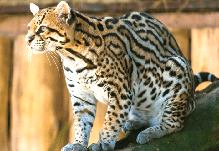 17 Kinds of Cat That Look Like Other Animals - HubPages