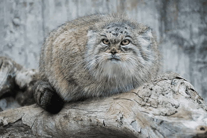 17 Kinds of Cat That Look Like Other Animals - HubPages