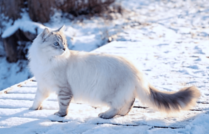 21 Most Beautiful Cat Breeds - HubPages