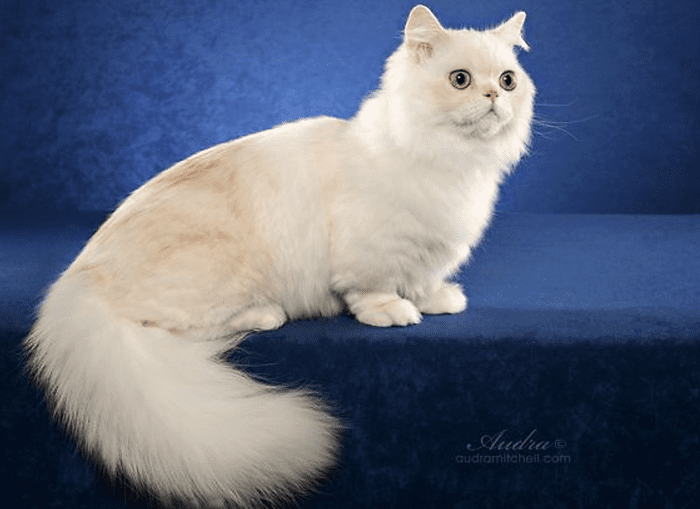 21 Most Beautiful Cat Breeds - HubPages