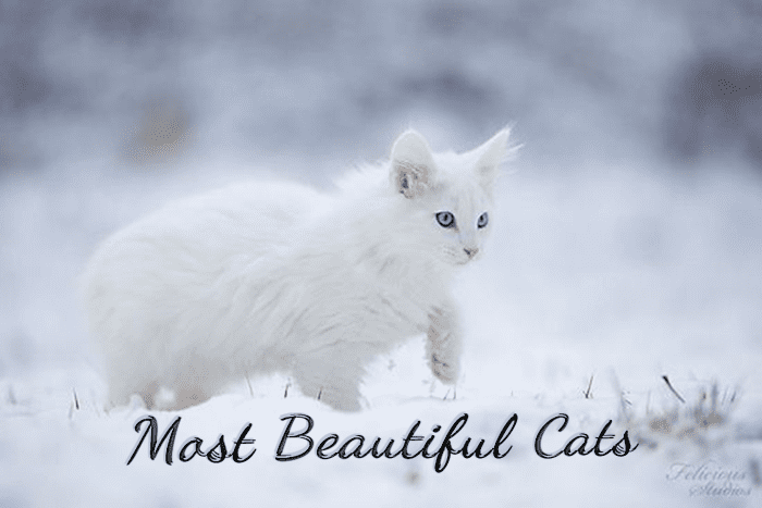 21 Most Beautiful Cat Breeds - HubPages