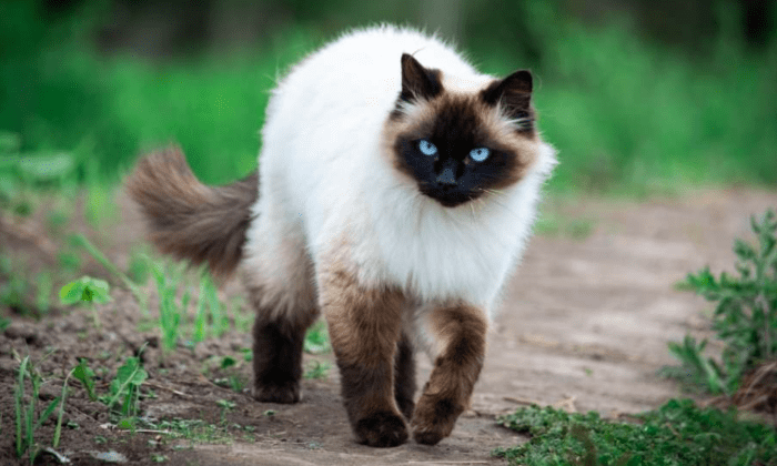 21 Most Beautiful Cat Breeds - HubPages