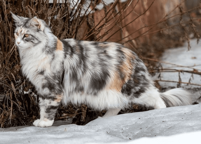 15 Rare Cat Breeds With Unique Features and Characteristics - HubPages