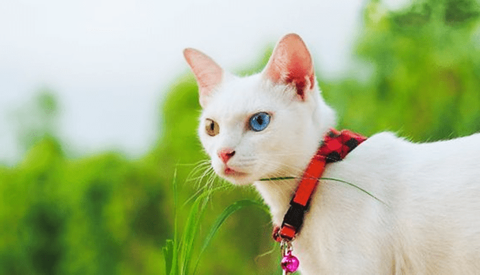 15 Rare Cat Breeds With Unique Features and Characteristics - HubPages