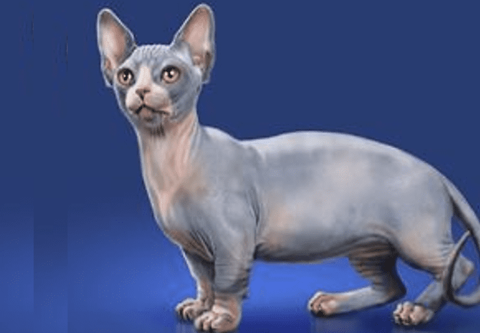 15 Rare Cat Breeds With Unique Features and Characteristics - HubPages
